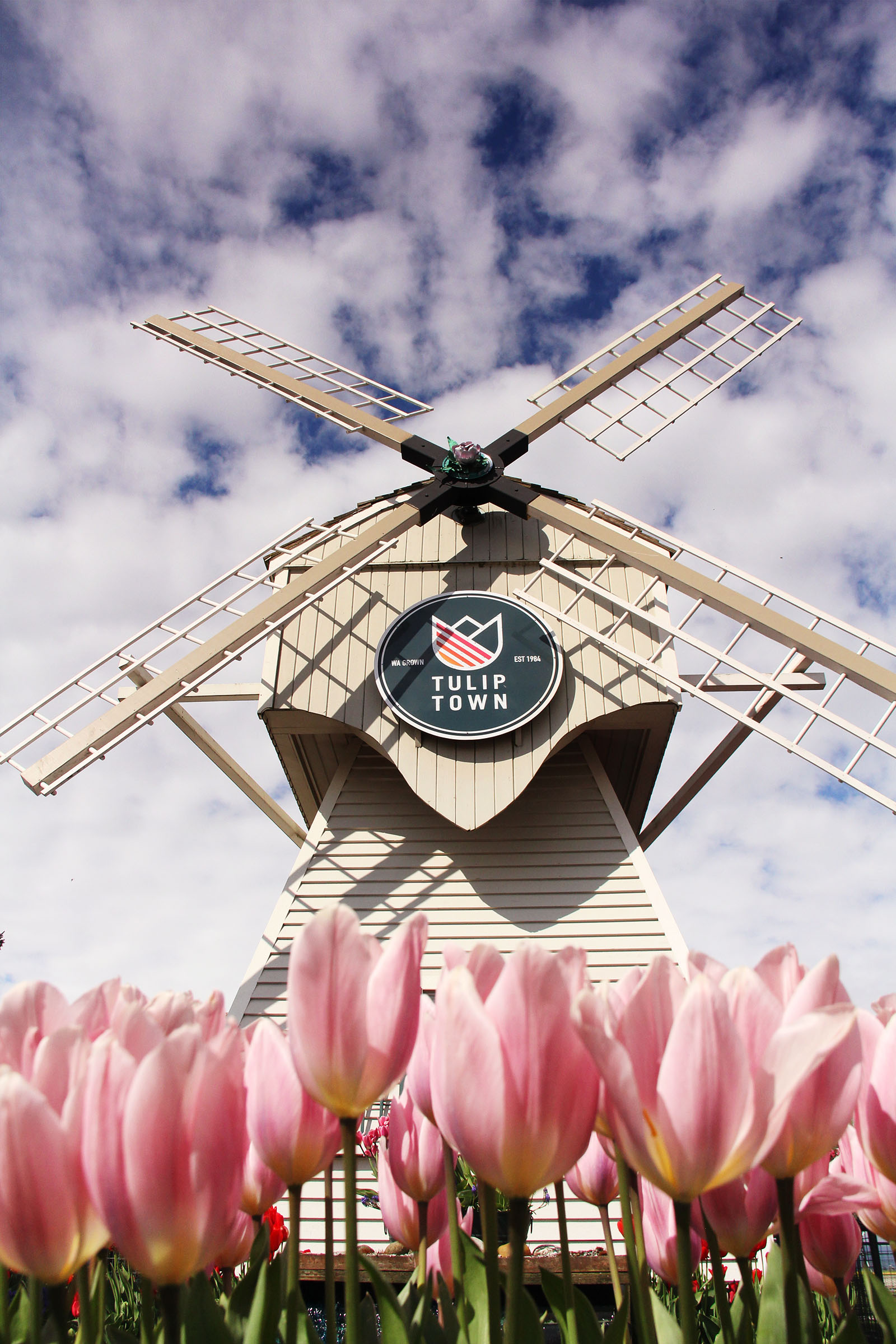 Saving Tulip Town – S E A T T L E I T E